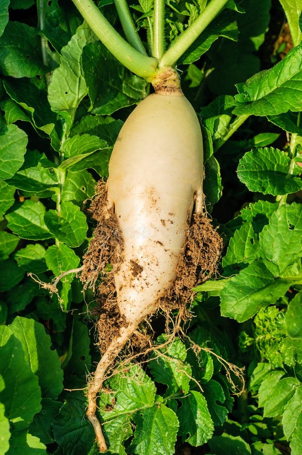 Radish grown in the ground stock photo. Image of growing - 36898406