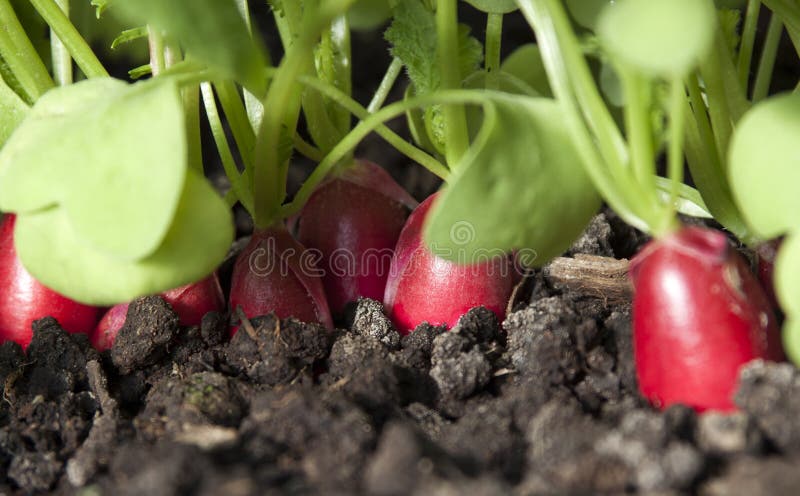 Radish stock image. Image of vegetable, plant, land, growth - 41533723