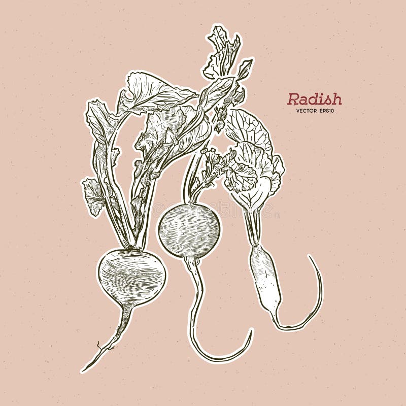 Radish, Hand Draw Sketch Vector Stock Vector - Illustration of branch ...