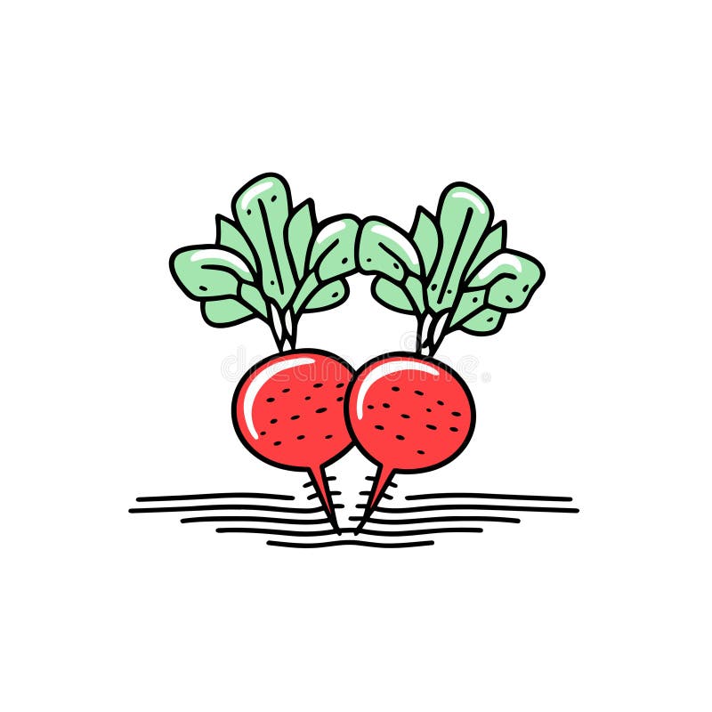 Radish Hand-drawn Illustration. Radish. Vector Doodle Style Cartoon ...