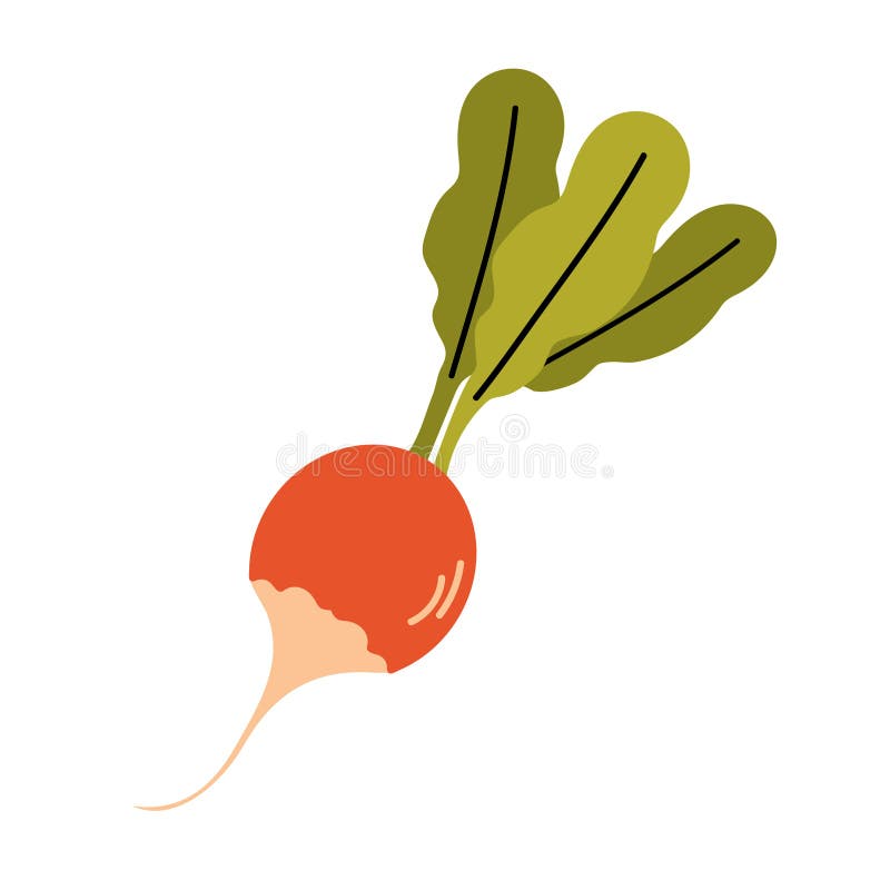 Radish Icon Clipart Logotype Isolated Vector Illustration Stock Vector ...