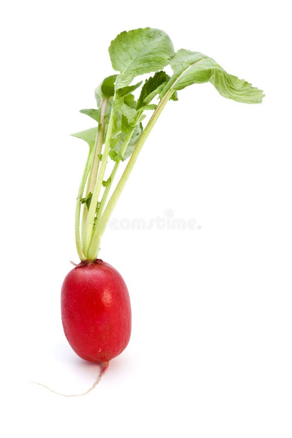 Radish isolated stock photo. Image of vegetarian, white - 8061836