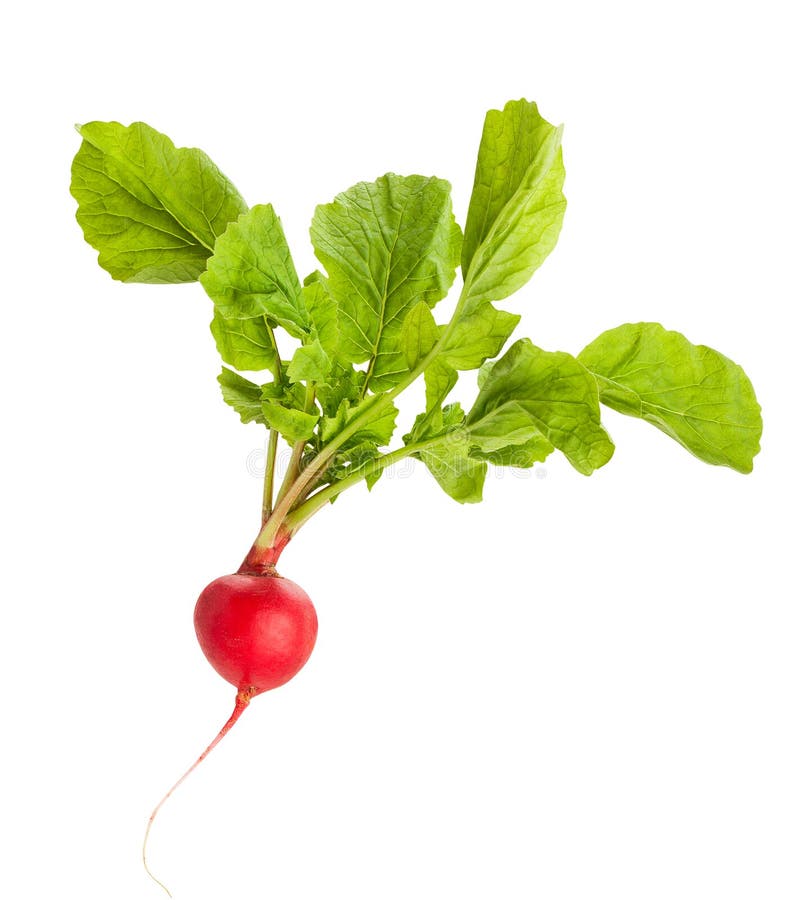 Single radish stock image. Image of leaf, organic, fresh - 24221315