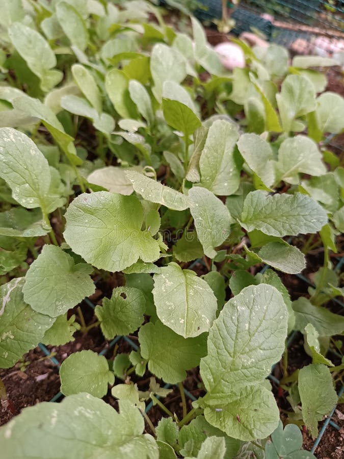 Radish Leaves are Growing in the Garden Stock Photo - Image of garden ...