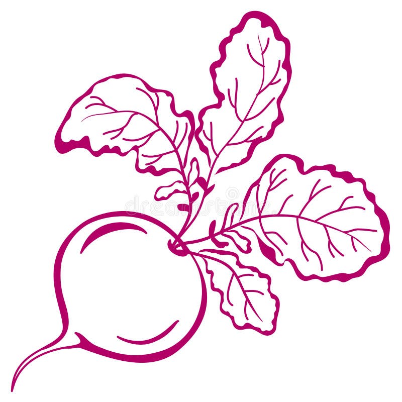 Radish with Leaves, Pictogram Stock Vector - Illustration of pictogram ...