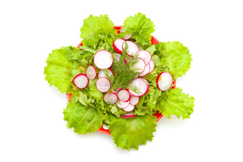 Radish and lettuce stock photo. Image of life, gourmet - 19919326