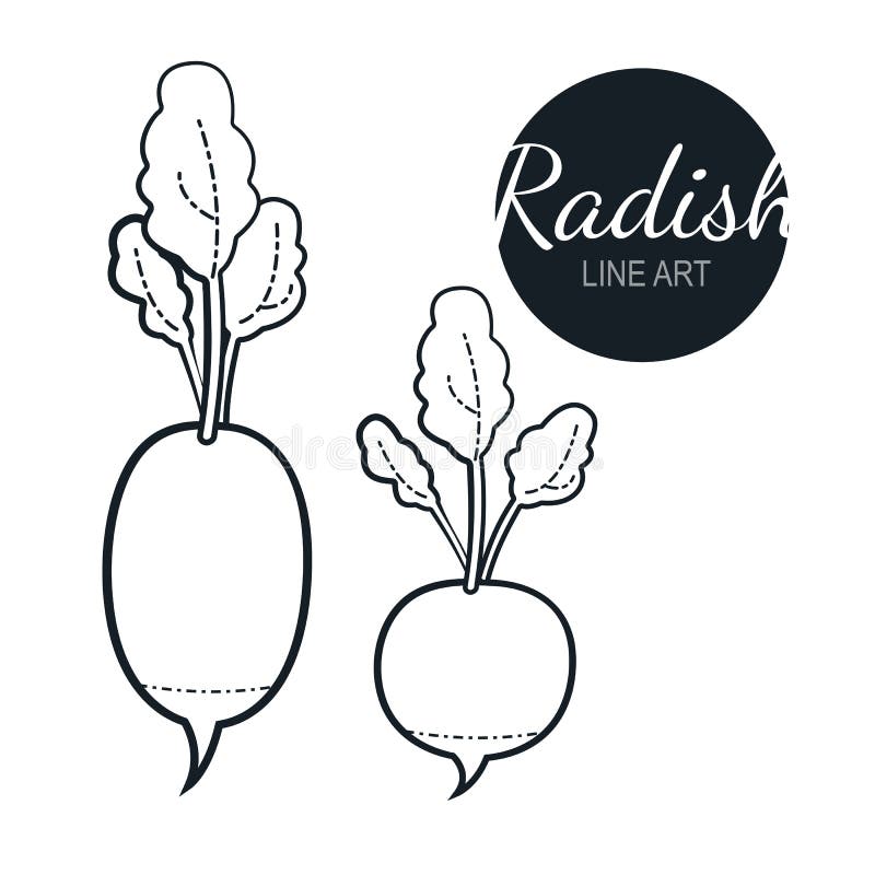 Radish Linear Icon. Modern Outline Radish Logo Concept on White Stock ...