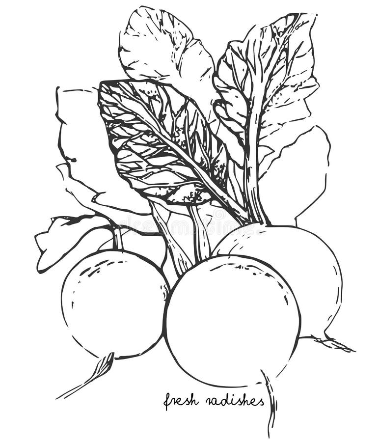 Hand-drawn sketch radish stock vector. Illustration of nature - 84670486