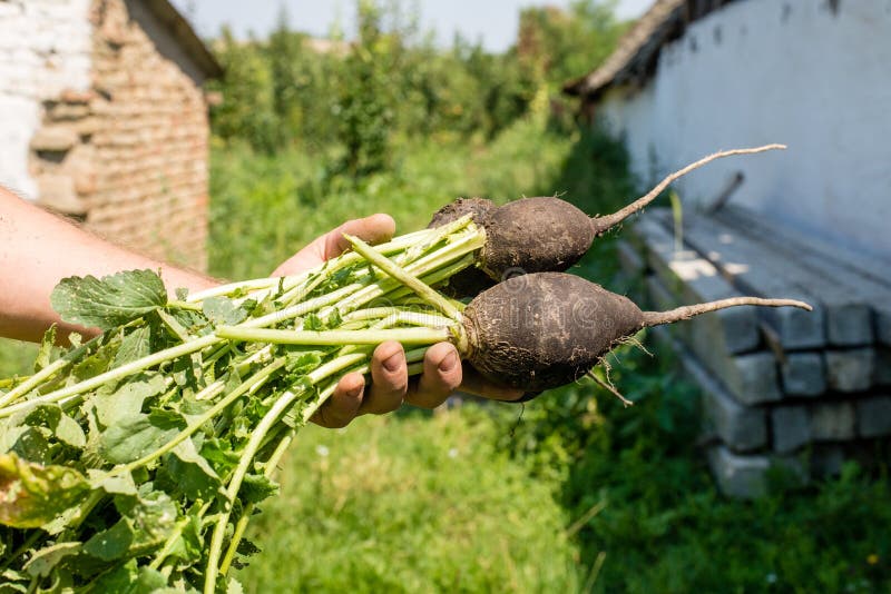 Radish stock photo. Image of folk, rural, strips, healing - 57856920