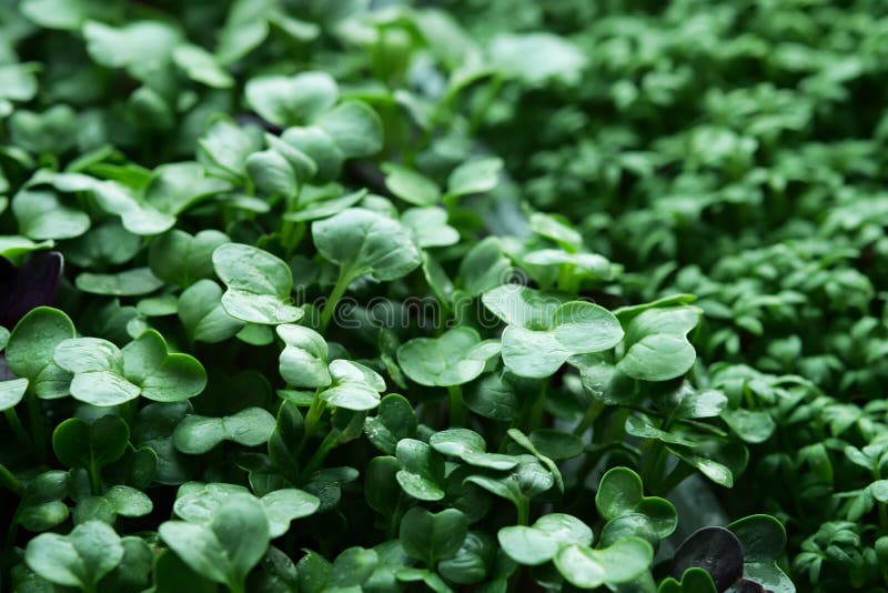 Radish Microgreen. Green Leaf Texture Stock Photo - Image of herb ...
