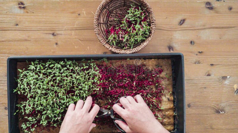 Radish microgreens stock photo. Image of micro, propagation - 271680858