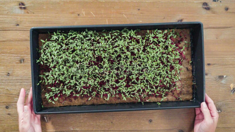 Radish microgreens stock photo. Image of germination - 266199048