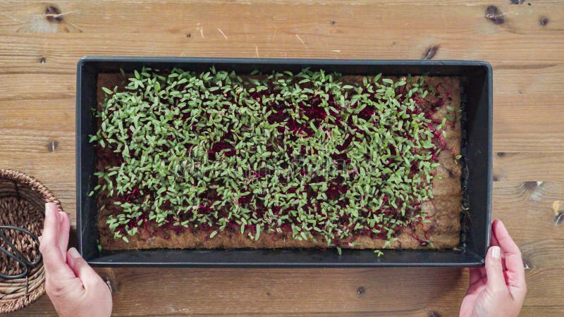 Radish microgreens stock image. Image of vegetarian - 275787351