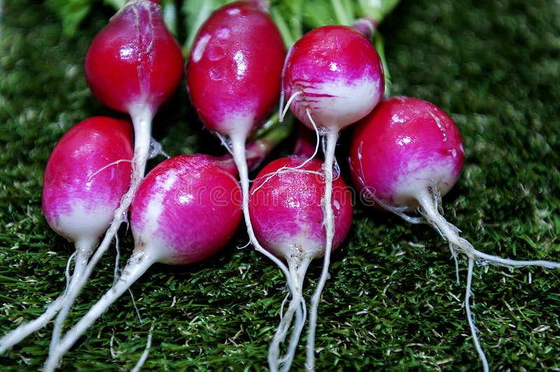 Radish - Organic Food - Vegetable Stock Photo - Image of organicgrowing ...