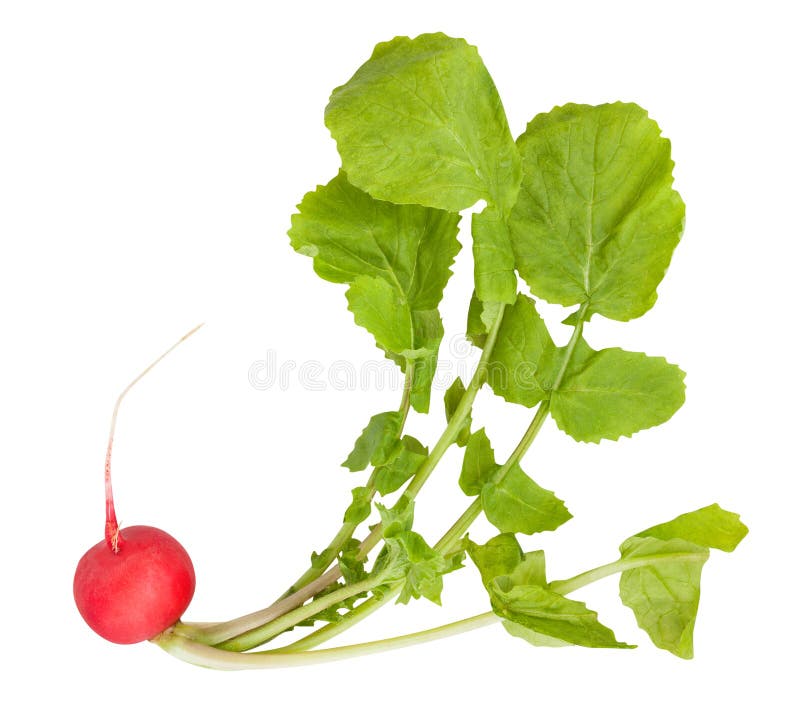 Single radish stock image. Image of leaf, organic, fresh - 24221315