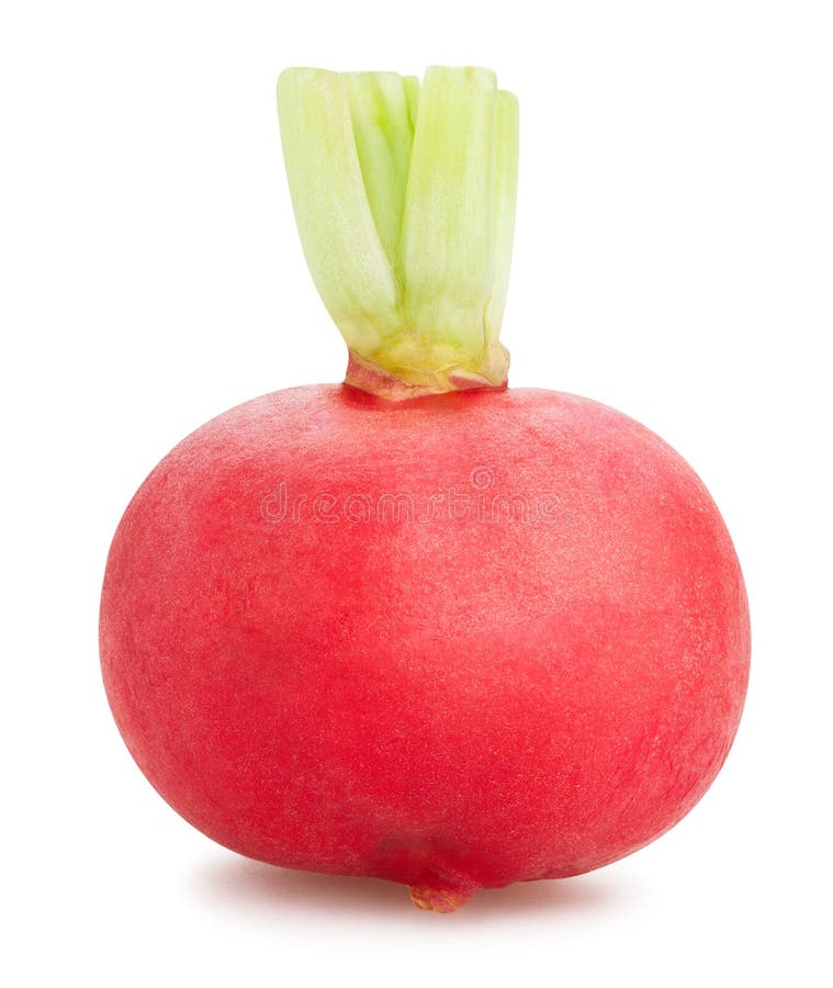 Single radish stock image. Image of leaf, organic, fresh - 24221315