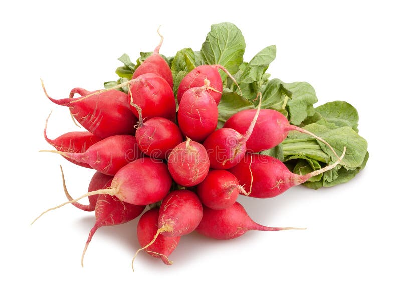Single radish stock image. Image of leaf, organic, fresh - 24221315