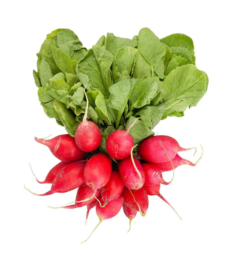 Single radish stock image. Image of leaf, organic, fresh - 24221315