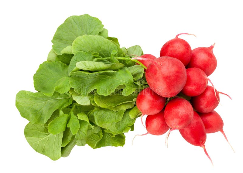 Radish stock photo. Image of radis, freshness, radish - 19236510