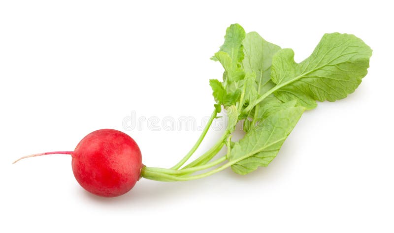 Single radish stock image. Image of leaf, organic, fresh - 24221315