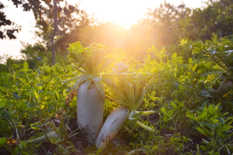 Radish Fields stock image. Image of agriculture, leaf - 38566467