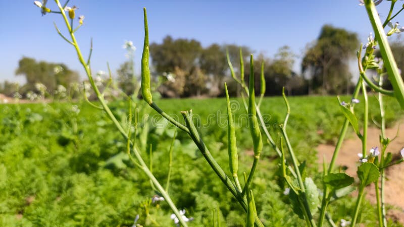 Radish Pods on the Plant, Radish Pods Vegetable Stock Photo - Image of ...