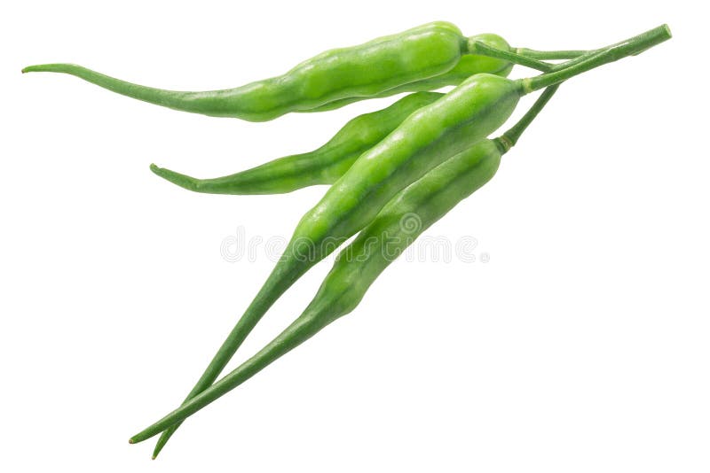 Radish Pods Raphanus Sativus Silique Isolated on White Stock Photo ...
