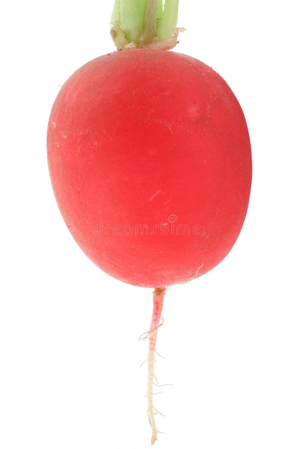 Radish - real macro #2 stock photo. Image of backdrop, peel - 699640