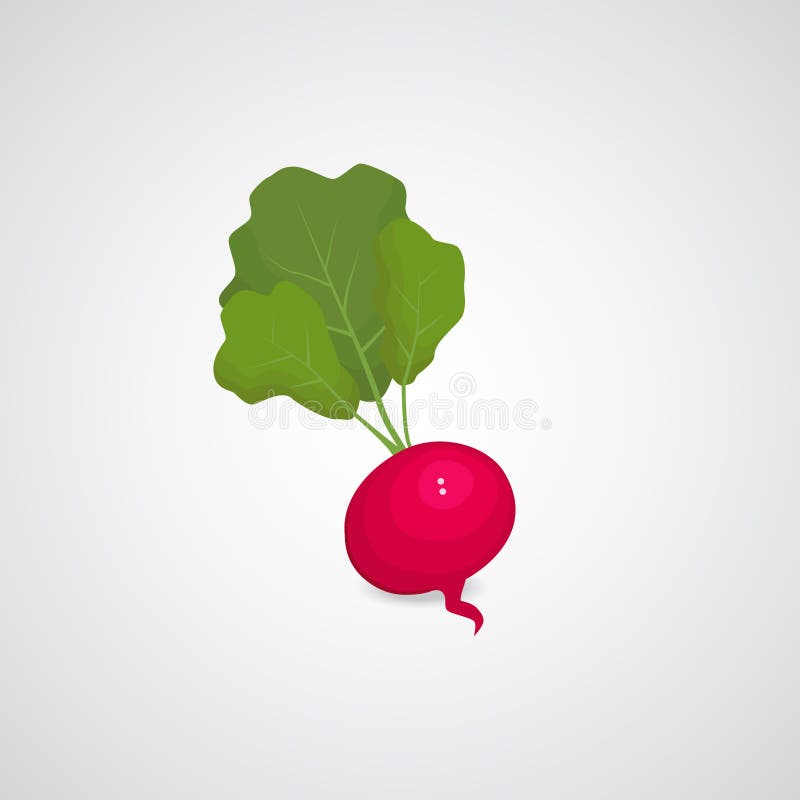 Radish Realistic Concept stock vector. Illustration of emblem - 272082920