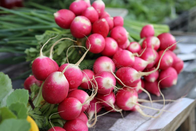 Radish is Red with a White Tip in Bunches. Stock Image - Image of ...