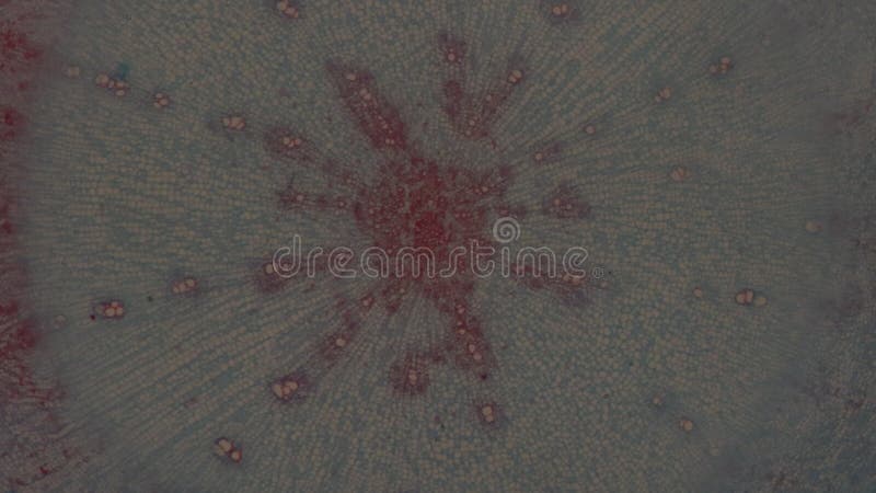 Radish Root in Cross Section Stock Video - Video of tissue, textur ...