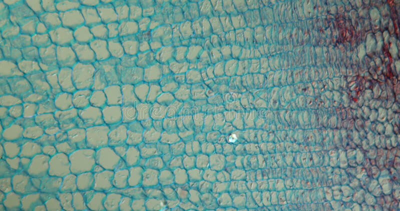 Radish Root in Cross Section Stock Video - Video of blue, fronds: 205351127