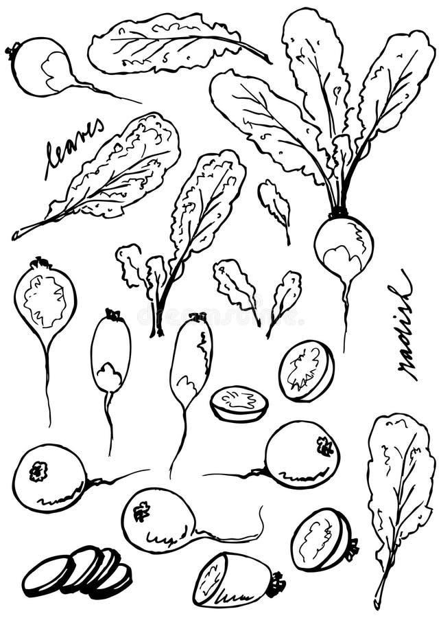 Radish with leaves stock vector. Illustration of food - 83950057