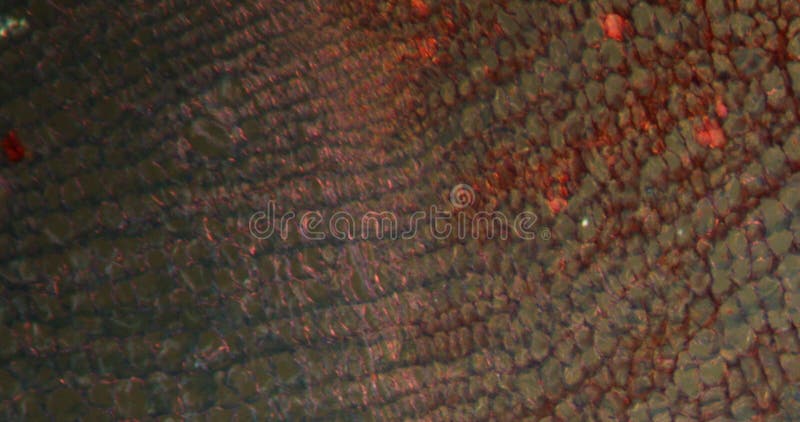 Radish Root in Cross Section Stock Video - Video of tissue, textur ...