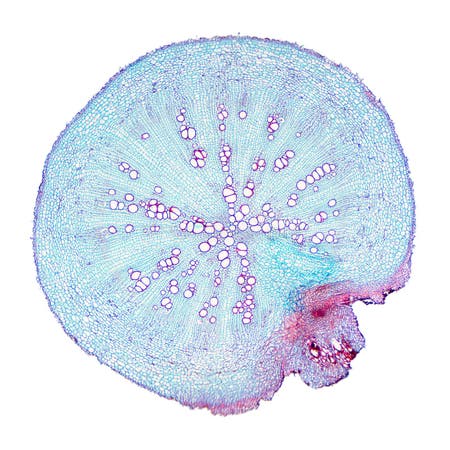 Radish Root, Raphanus Sativus Plant, Cross Section Under Light ...