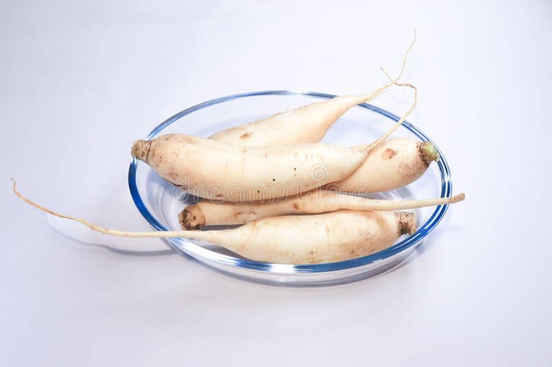 The Radish Root Vegetable in a Bowl Stock Image - Image of vegetable ...