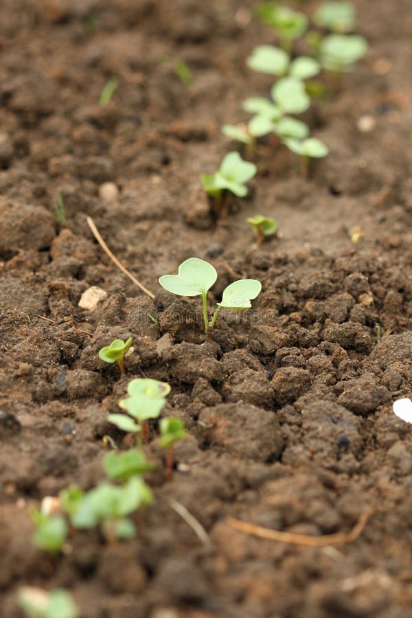 Radish seedlings stock photo. Image of green, radish - 25861666