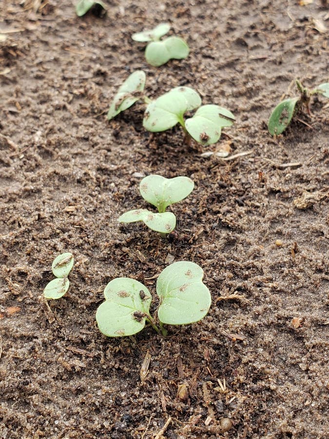 Radish Seedlings Emerging from the Spring Soil. Stock Photo - Image of ...