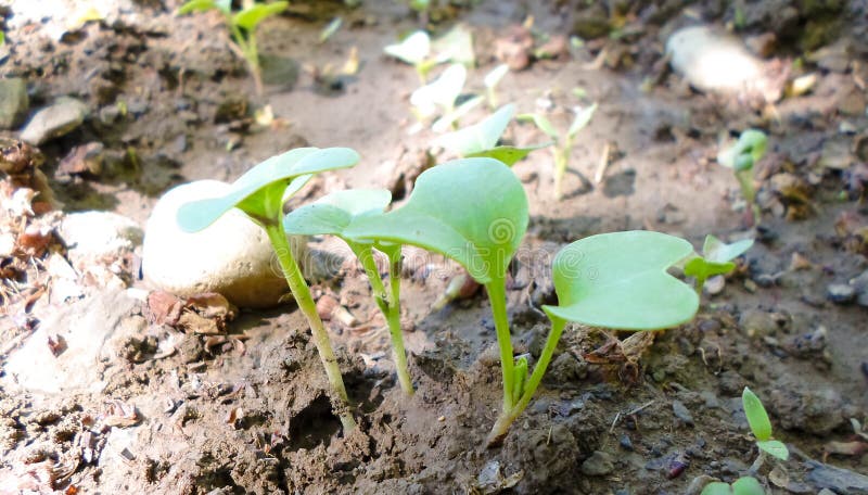 Radish Seedlings in the Ground, Spring Seedlings of Radishes in the ...