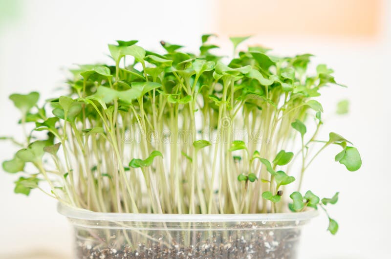 Radish seedlings stock photo. Image of plant, potassium - 50635894
