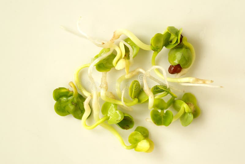 Radish seeds stock photo. Image of young, organic, food - 8048712
