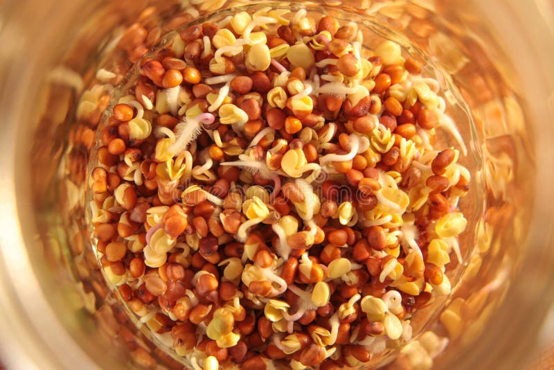 Radish Seeds Beginning To Sprout in a Sprouting Jar Stock Photo - Image ...