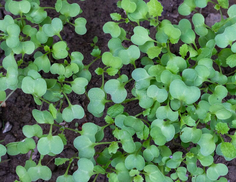 Radish Seeds Germination Top View Stock Photo - Image of growing ...
