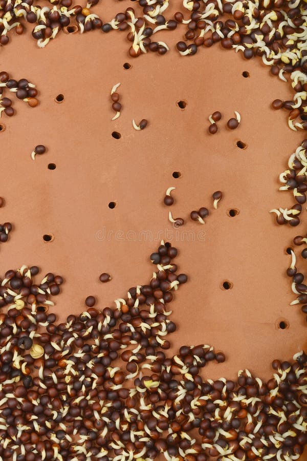 Radish seeds sprouting stock photo. Image of sprouting - 377225532