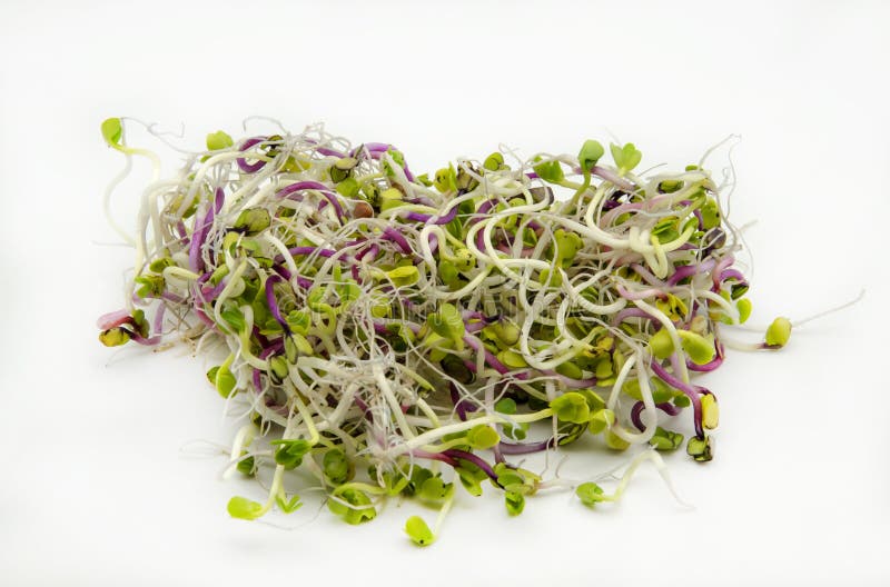 Radish stock photo. Image of mature, healthy, nutritious - 51882586