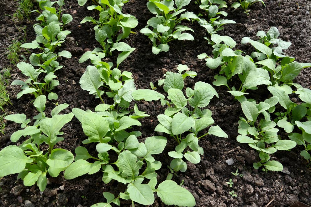 Radish shoots on a bed stock image. Image of vegetable - 54351783