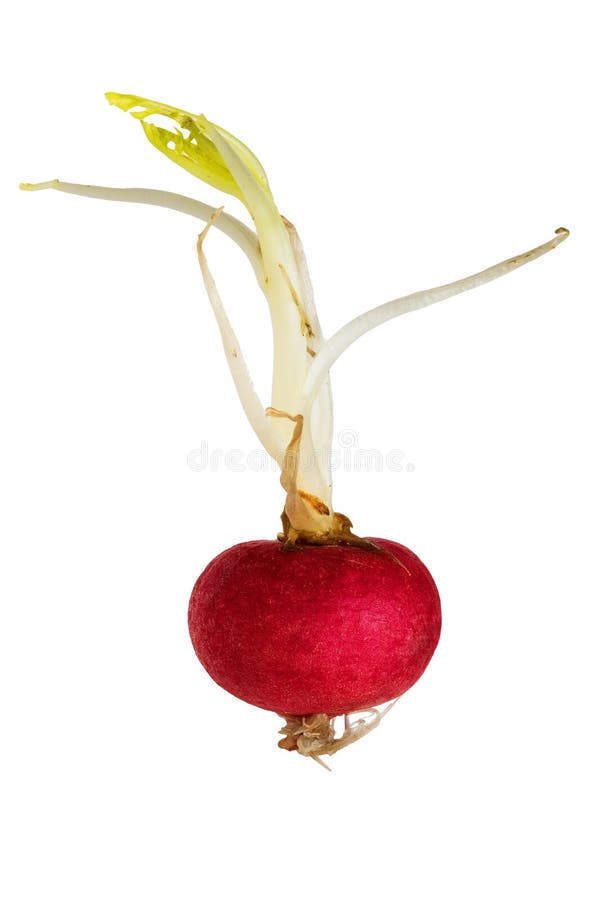 Radish with side isolated stock photo. Image of beautiful - 90172970