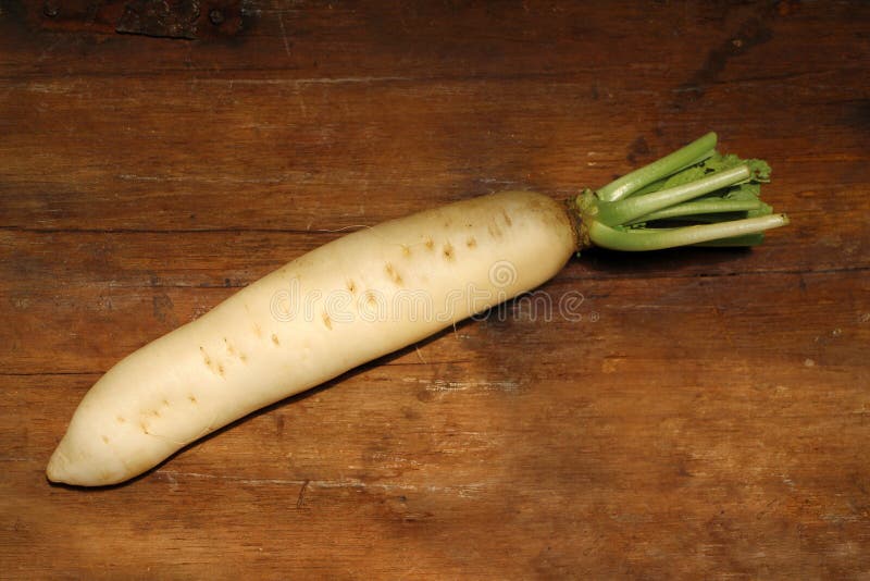 Single radish stock image. Image of nobody, leaves, vegetable - 24221315