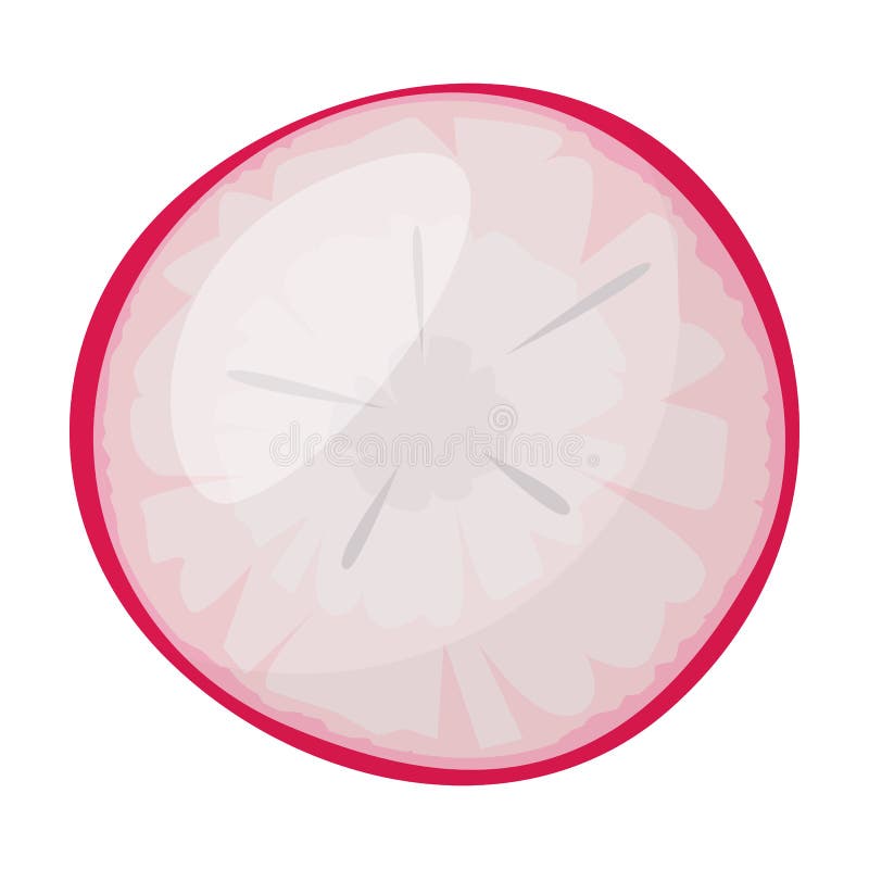 Radish Slice Vector Icon.Cartoon Vector Icon Isolated on White ...