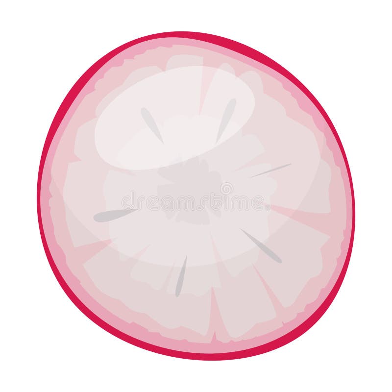 Radish Slice Vector Illustration on White Background Stock Vector ...